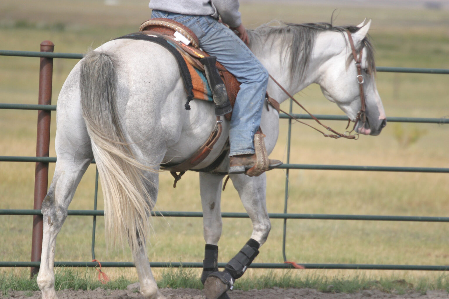 RQF Performance Horses – Legendary Lines To Be Continued. Home to Royal ...