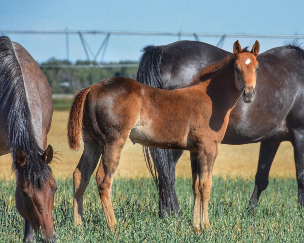 FOR SALE - RQF Performance Horses